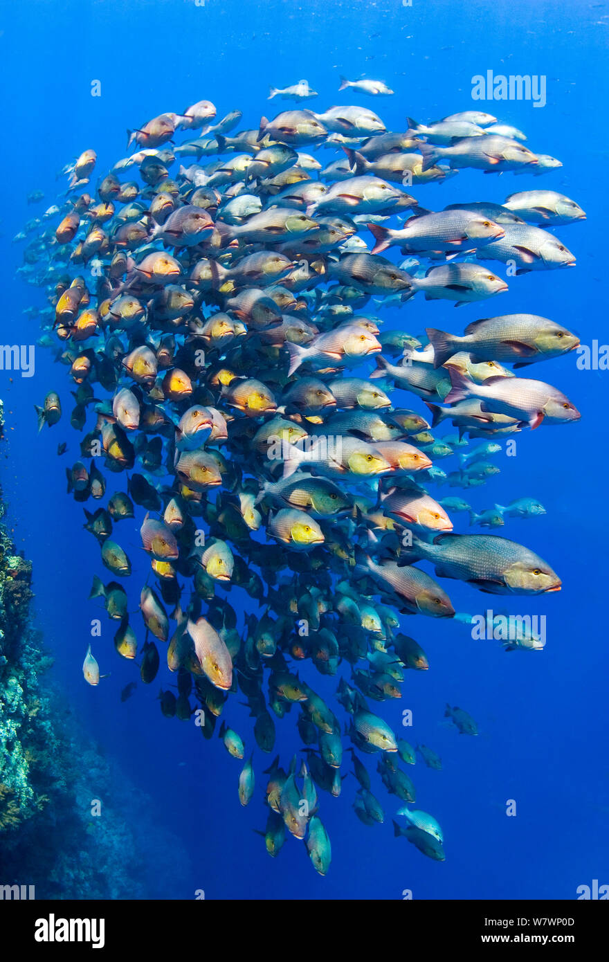 School of Bohar snappers (Lutjanus bohar), moving along the face of ...