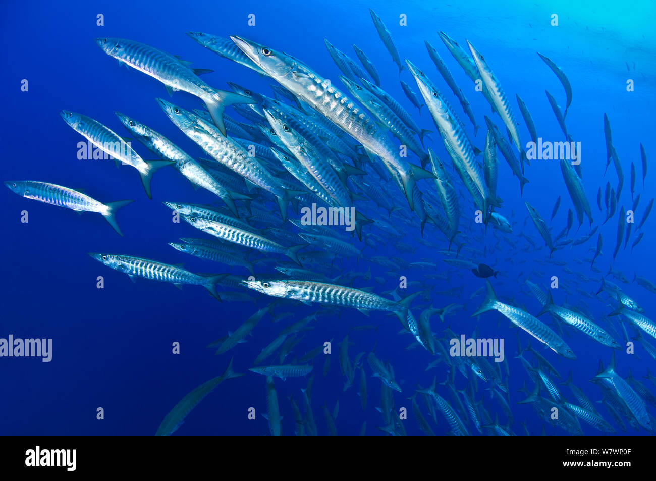 Blackfin barracuda sphyraena genie egypt hi-res stock photography and ...