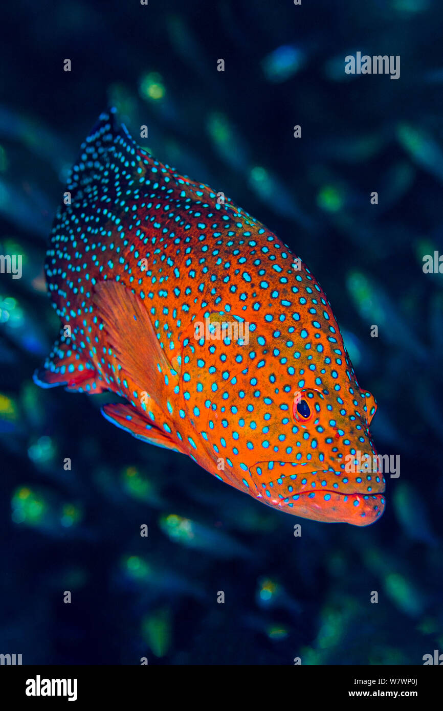 Spotted grouper fish hi-res stock photography and images - Alamy