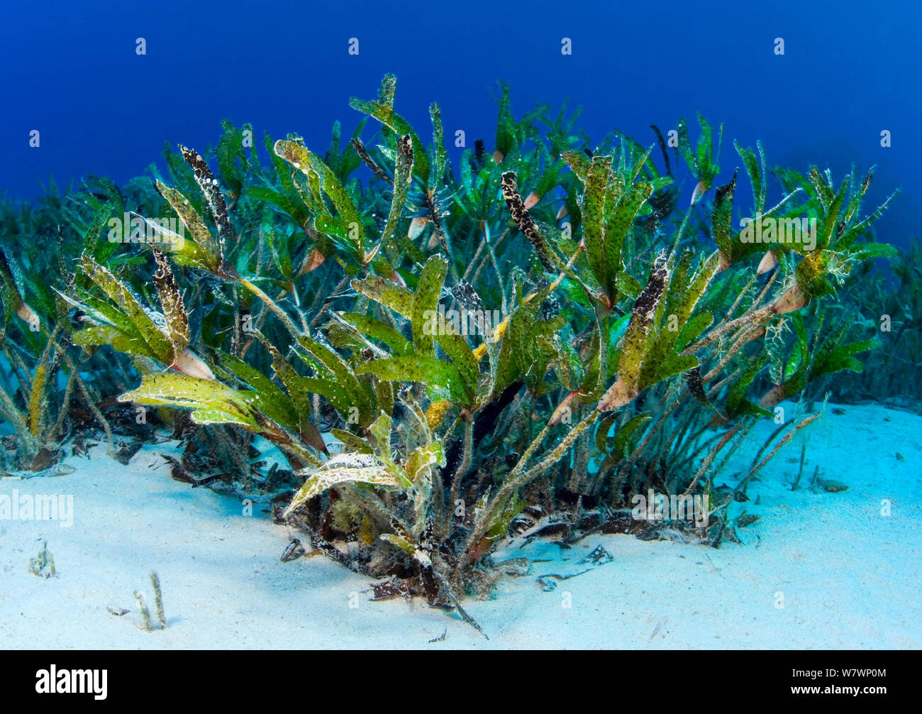 Bed of Clump seagrass (Cymodocea serrulata) in late afternoon. Ras Katy ...