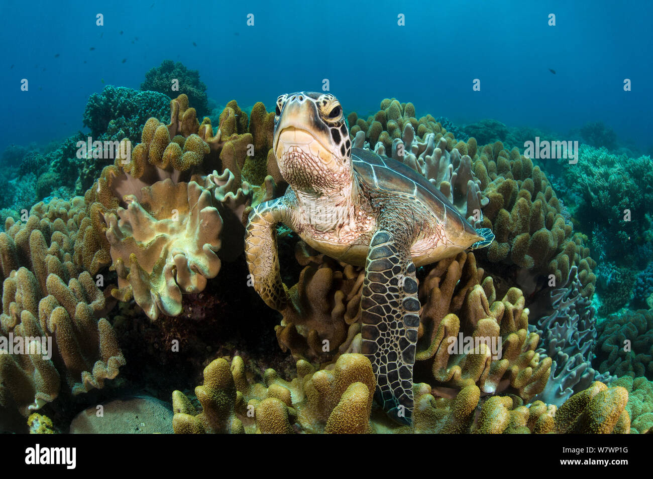 Young Green sea turtle ( Chelonia mydas) resting in leather corals ...