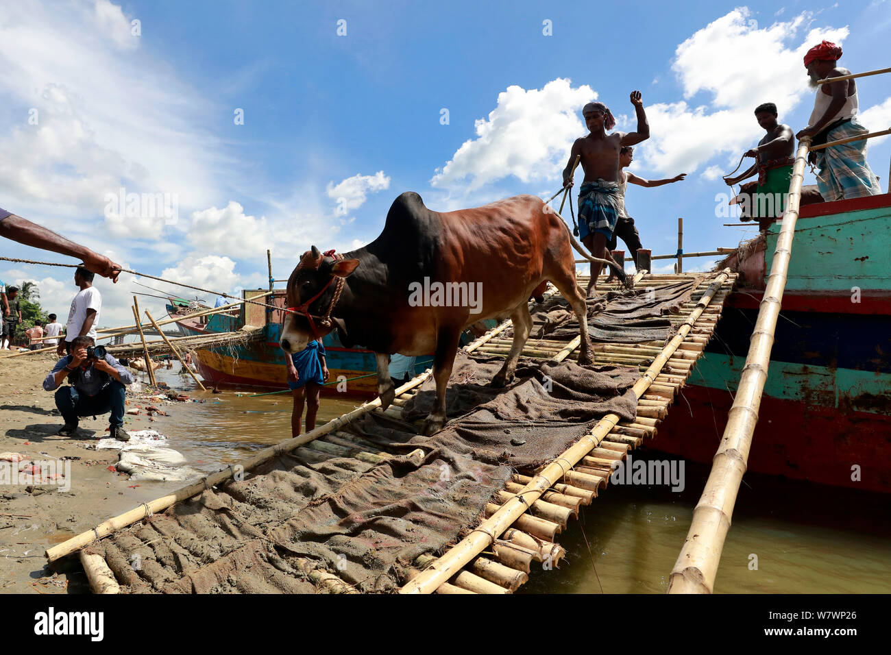 Dhaka, Bangladesh - July 06, 2019: Bangladeshi traders unloading a vessel of sacrificial animals ...