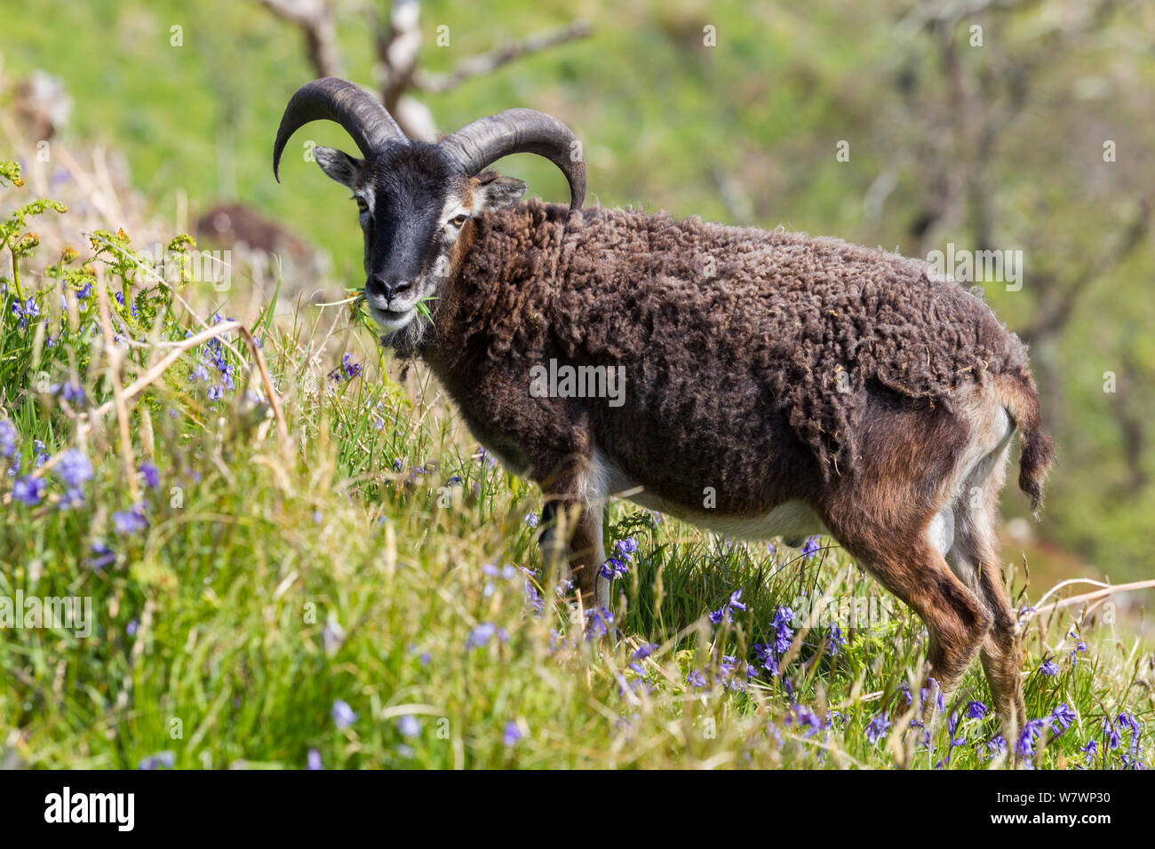 Soay ram hi-res stock photography and images - Alamy