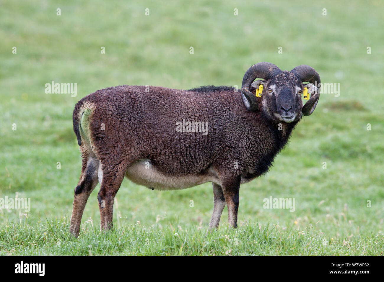 Soay Ram High Resolution Stock Photography and Images - Alamy
