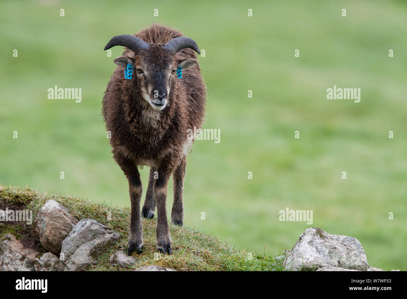 Soay sheep (Ovis aries) ram climbing over a low stone embankment. One ...