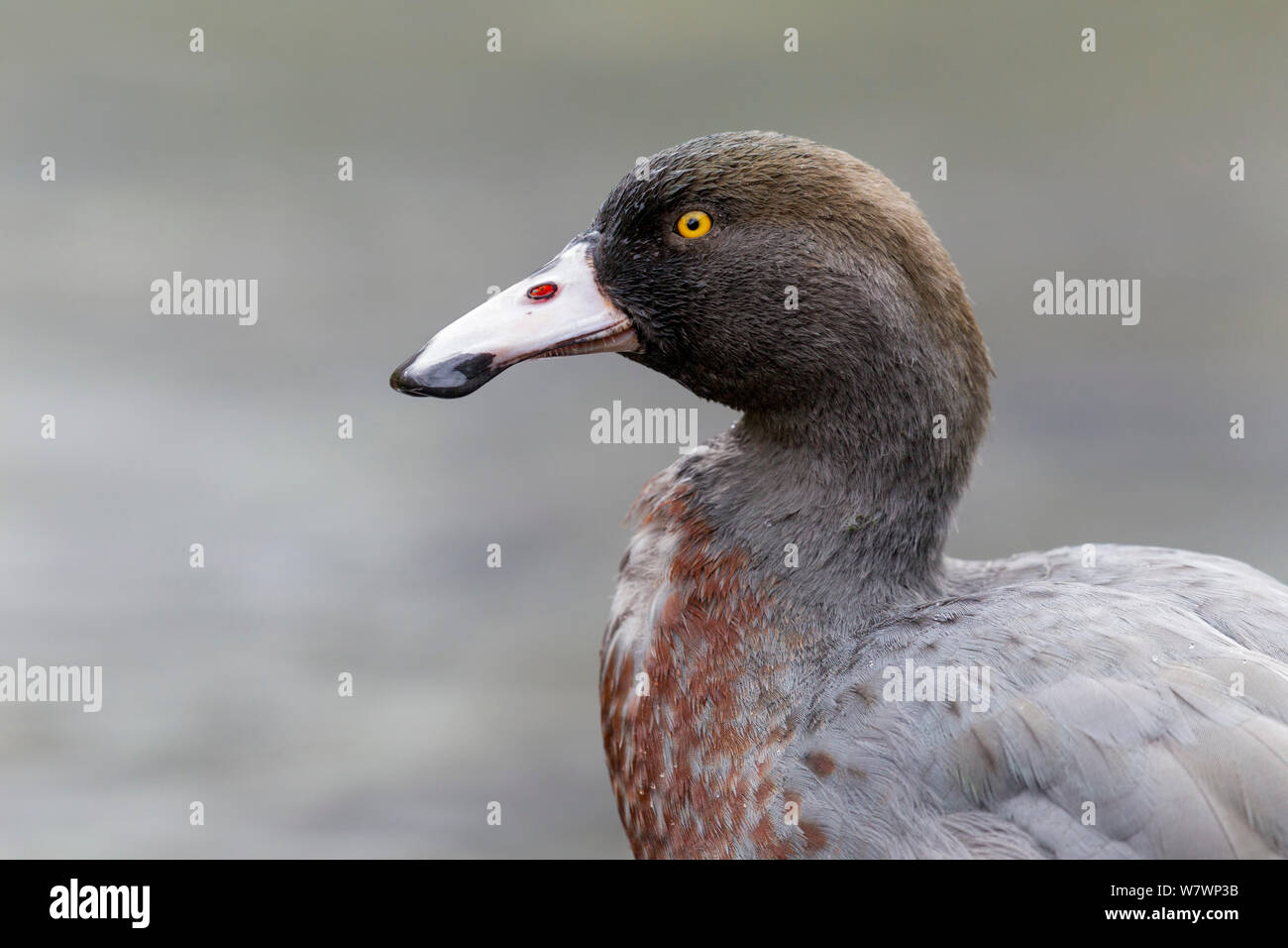 Adult Blue duck (Hymenolaimus malacorhynchos malacorhynchos) perched on ...