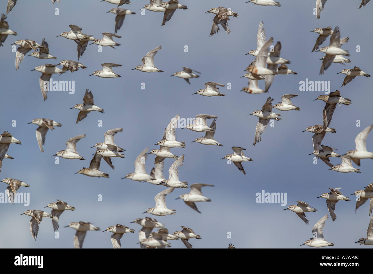 Wry billed plover hi-res stock photography and images - Alamy