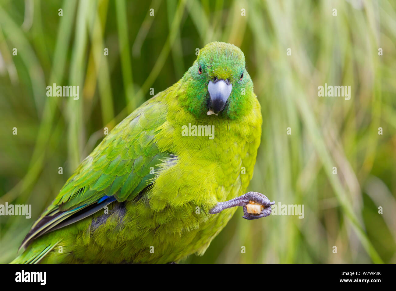 Adult male Antipodes Island parakeet (Cyanoramphus unicolor) in fresh ...