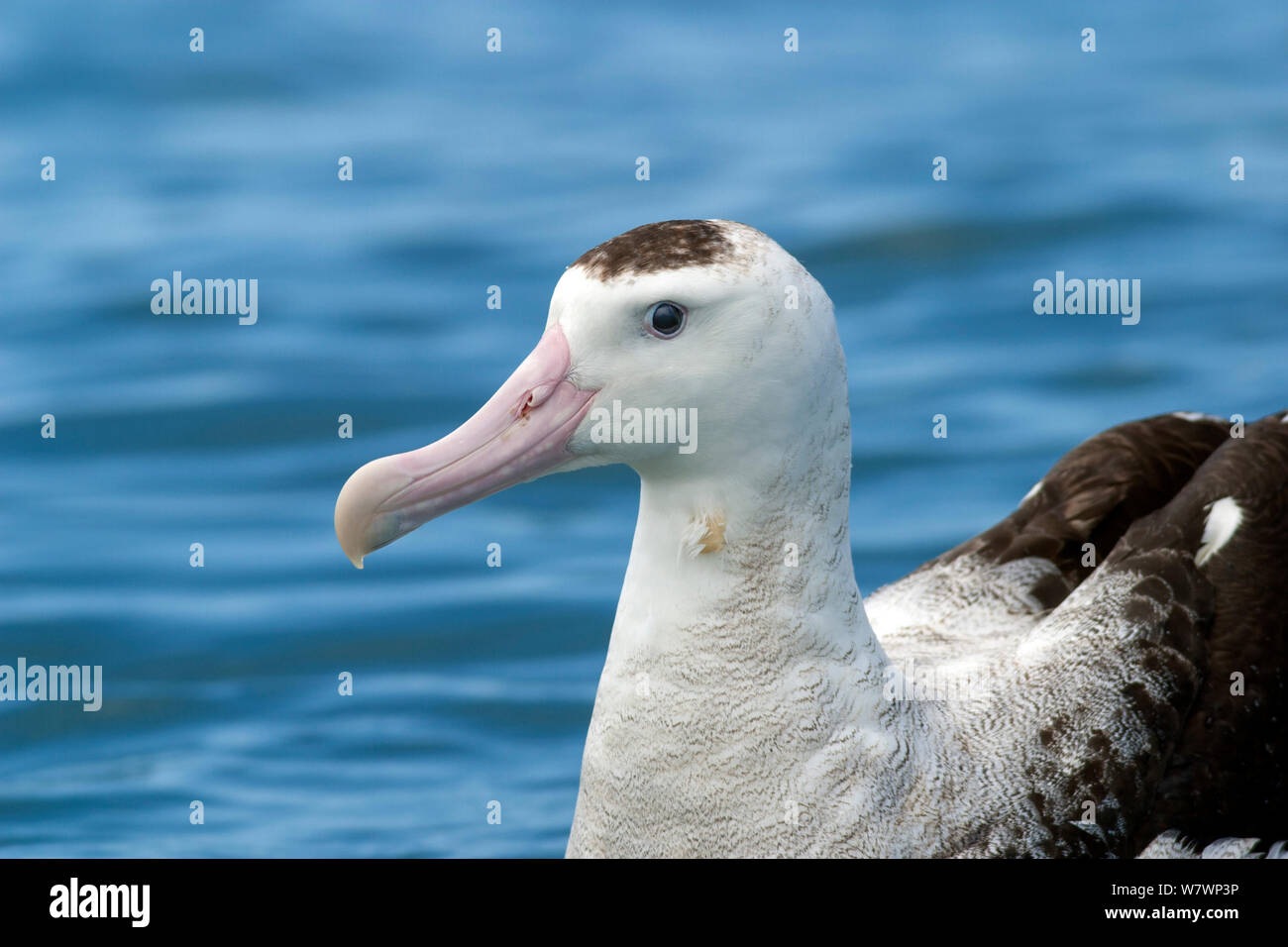 Albatross Royal Albatross Hatchling Gets A Weight Check From Rangers