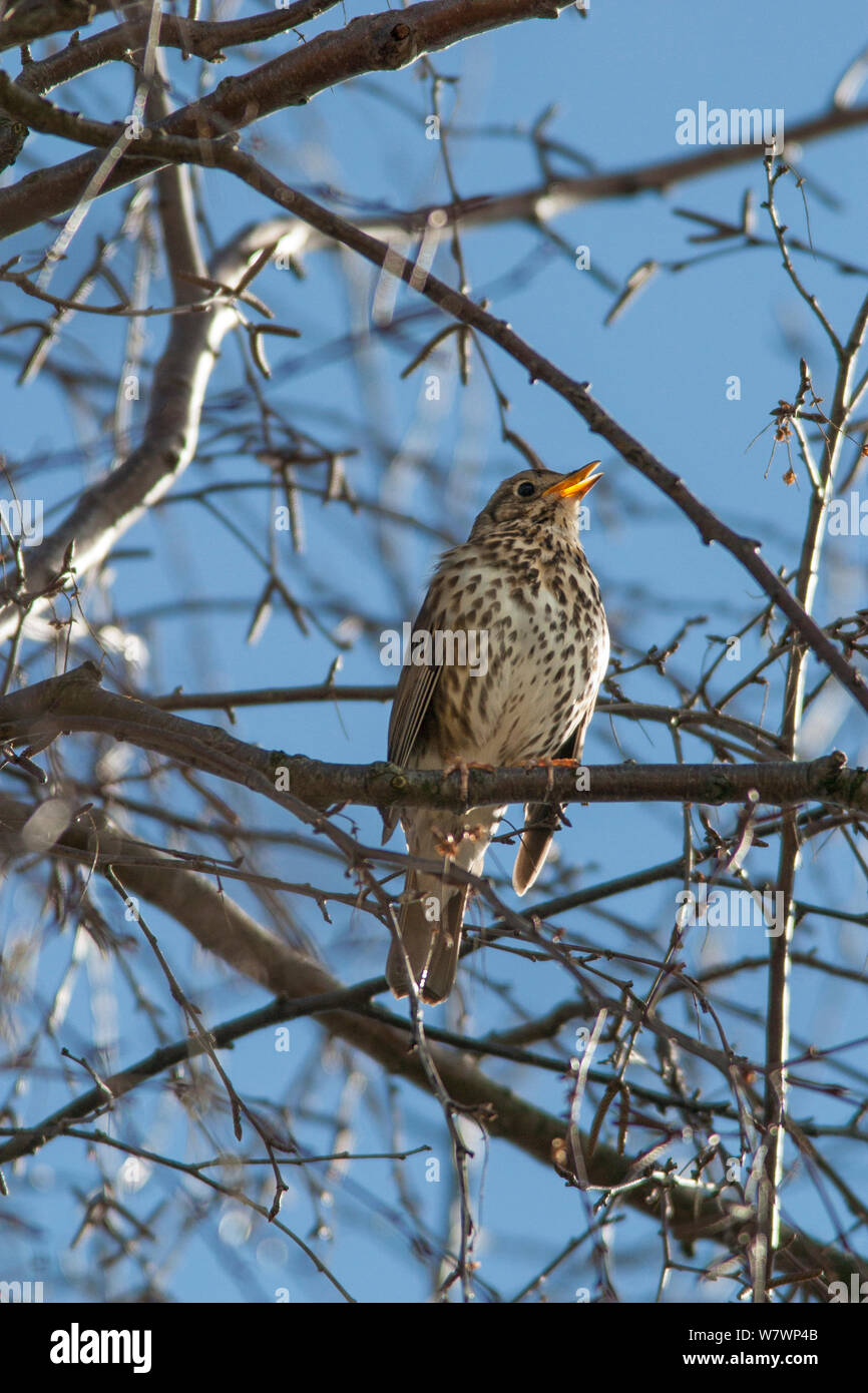 Song thrush tree hi-res stock photography and images - Alamy