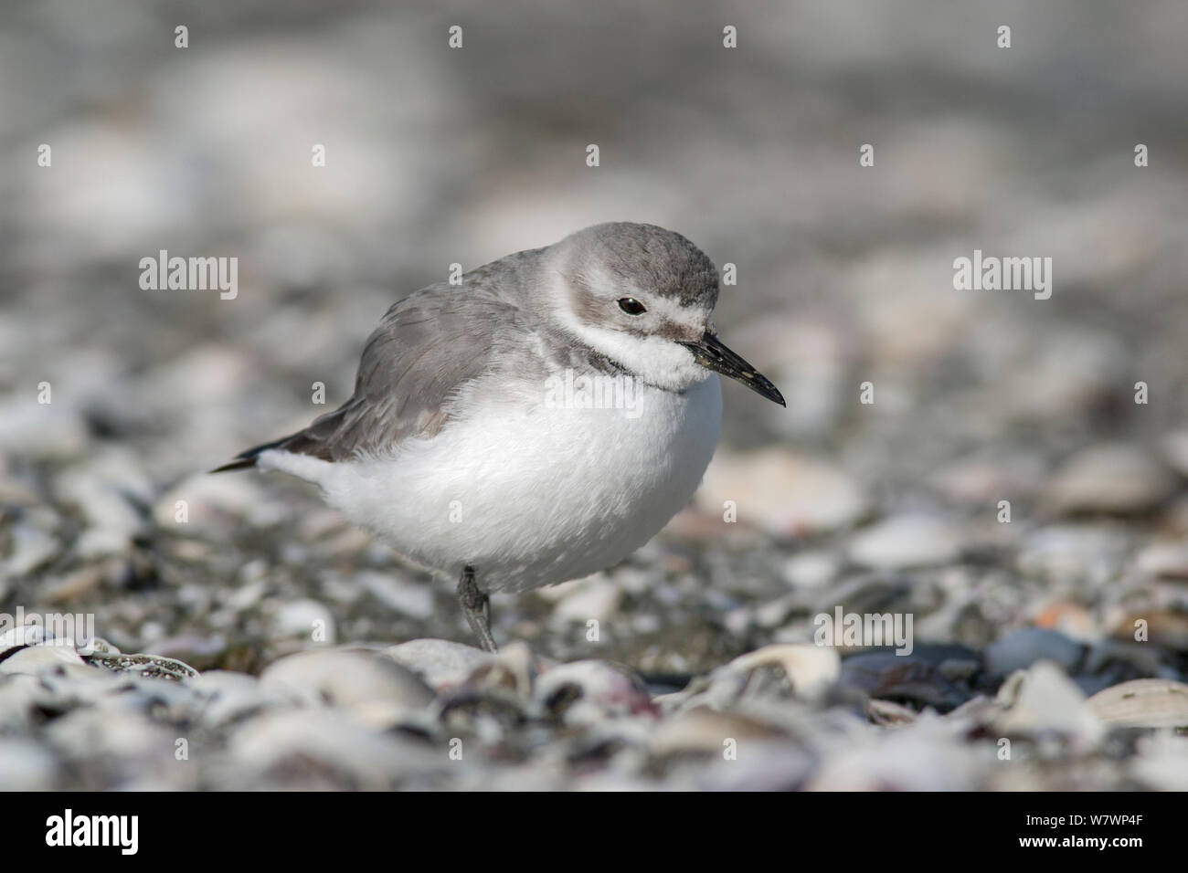 Immature Wrybill (Anarhynchus frontalis) resting on one leg a shelly ...