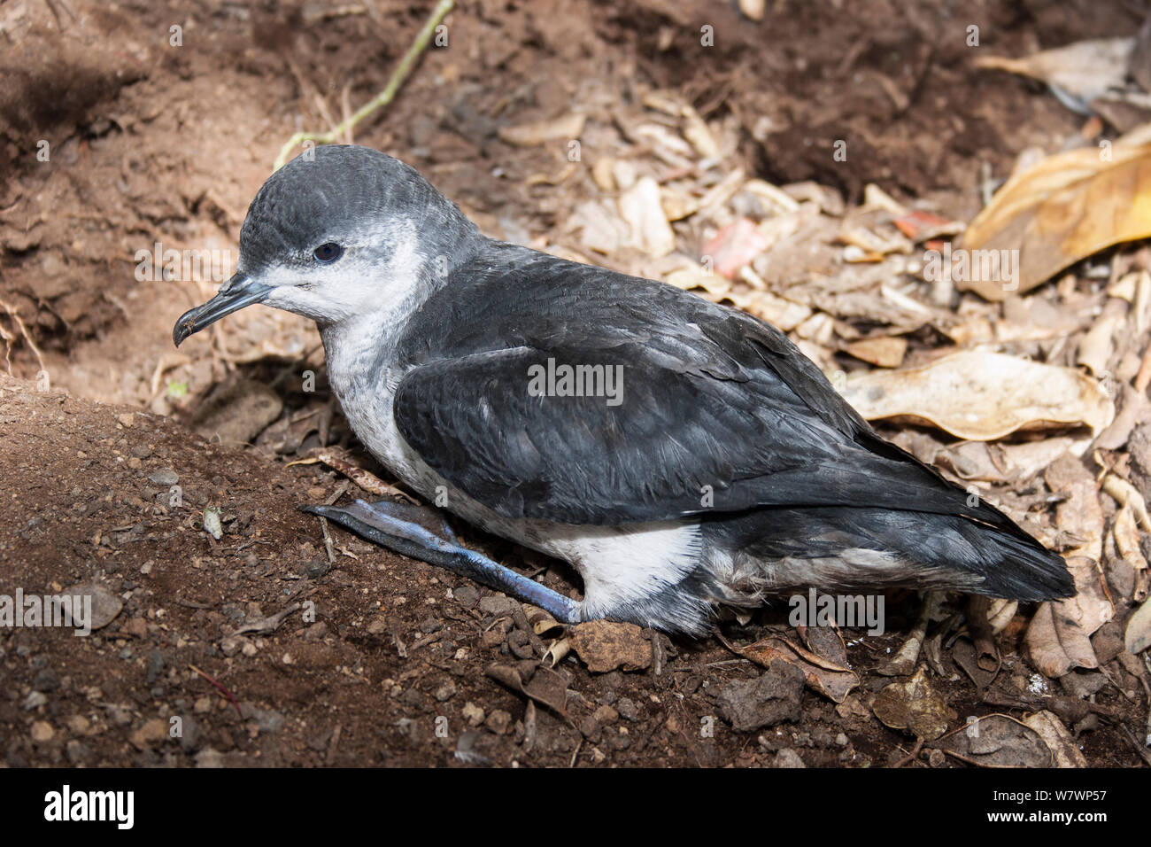 Juvenile Little shearwater (Puffinus assimilis) on the ground near its ...