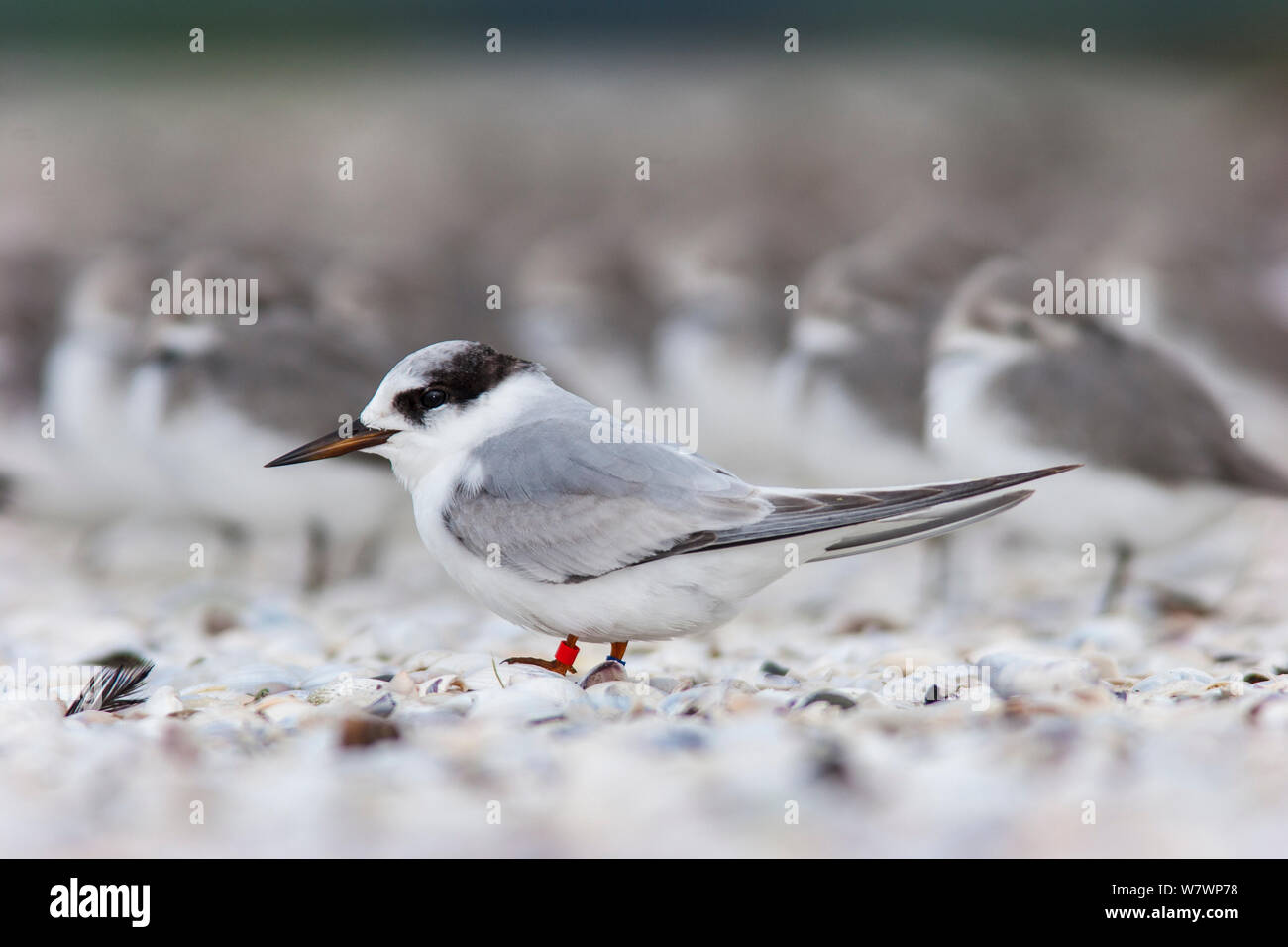Fairy tern new zealand hi-res stock photography and images - Alamy