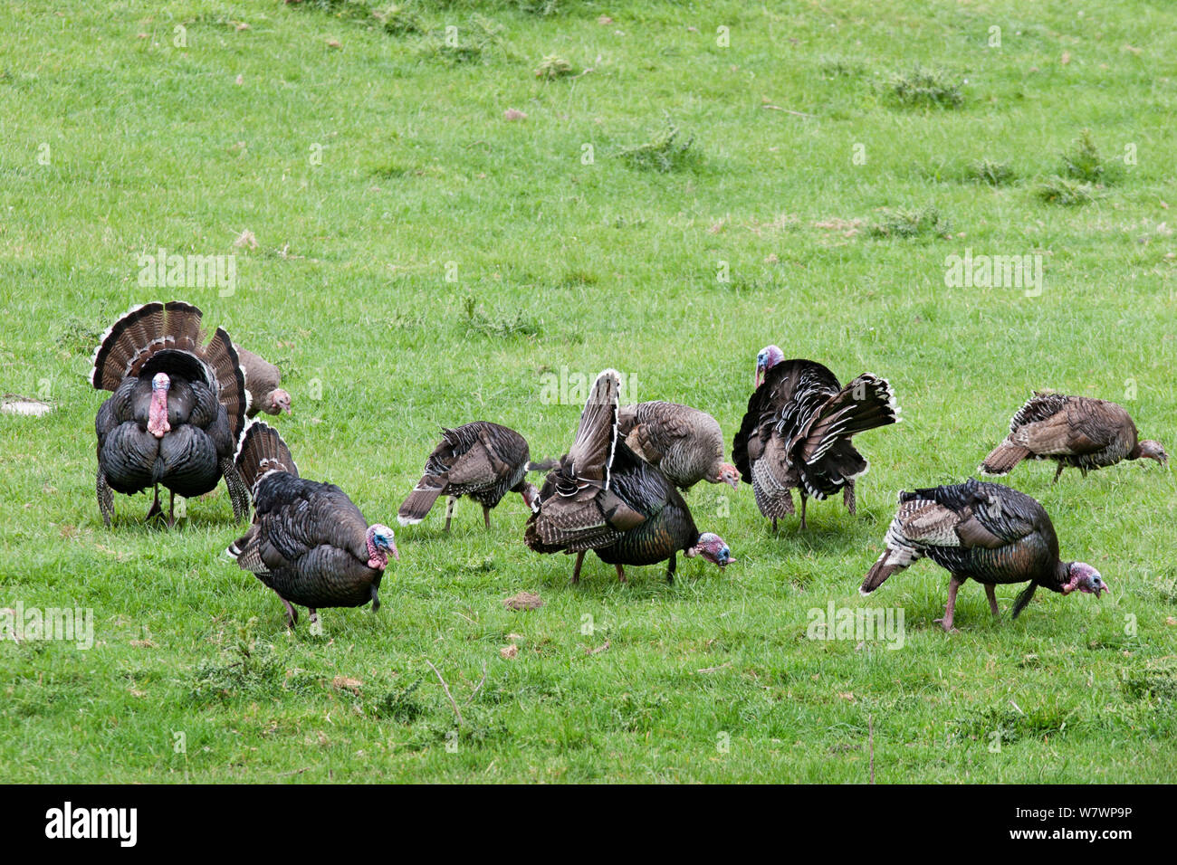 Rafter of birds hi-res stock photography and images - Alamy