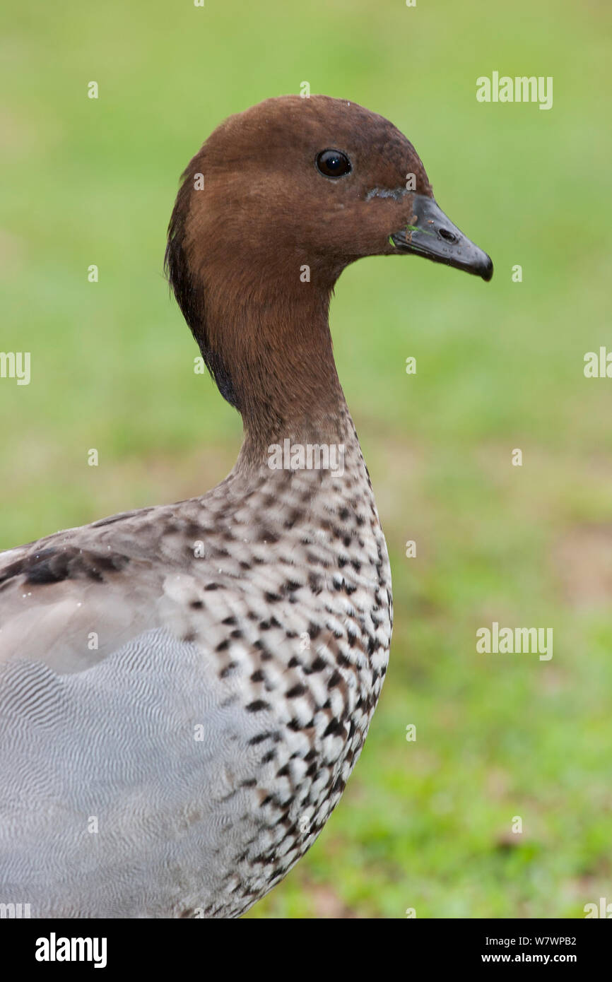 Adult male Australian wood duck (Chenonetta jubata) portrait. Lone Pine ...