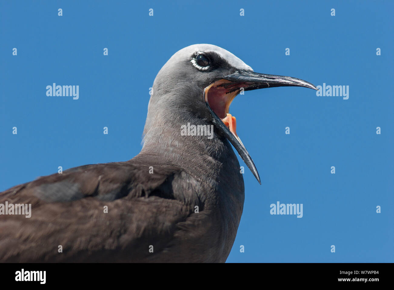 Adult Brown noddy (Anous stolidus) in fresh plumage, yawning with bill ...
