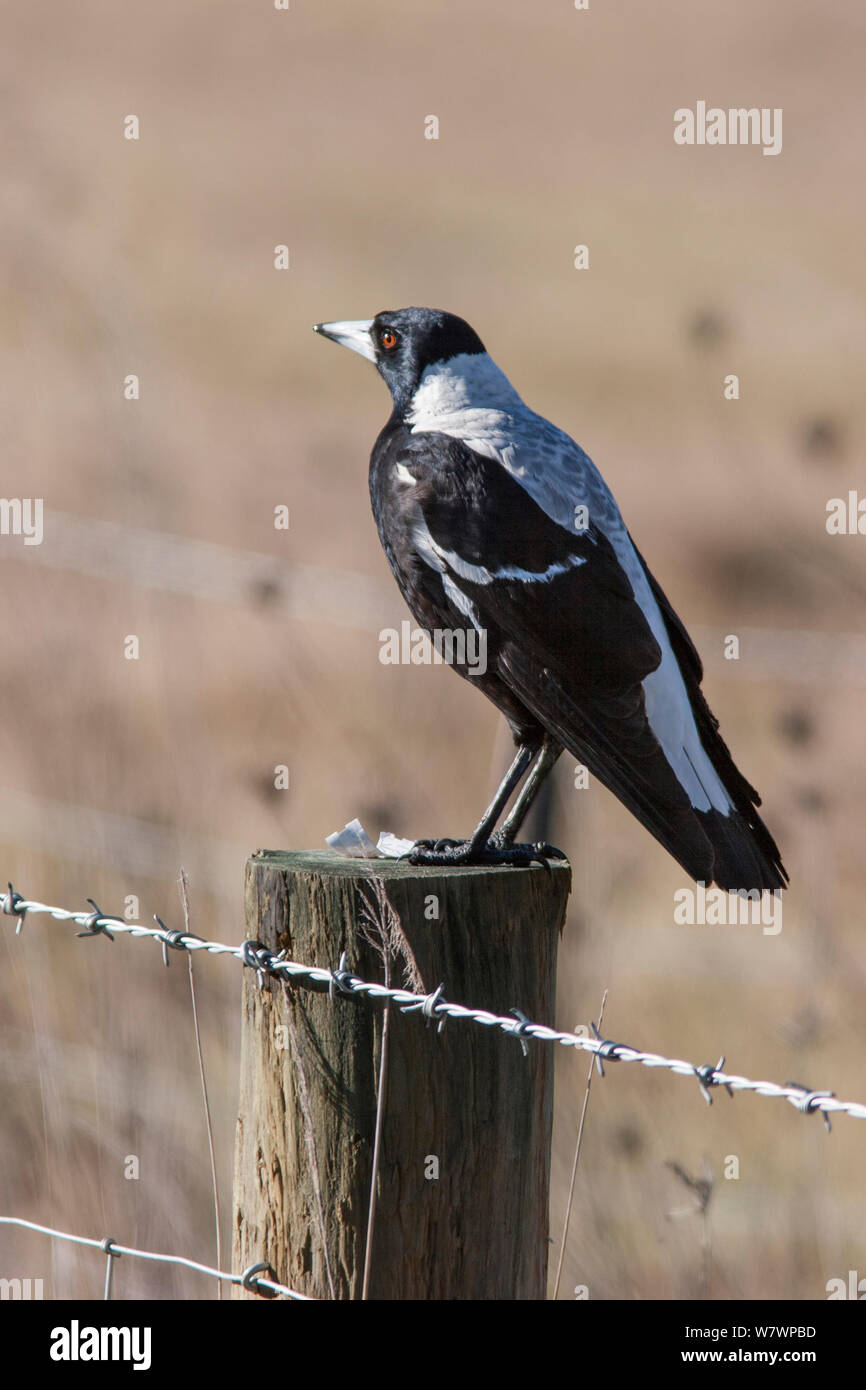 Adult female Australian magpie (Gymnorhina tibicen) perched on the top ...