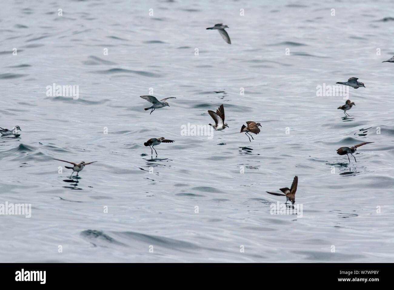 Dove white petrel hi-res stock photography and images - Alamy
