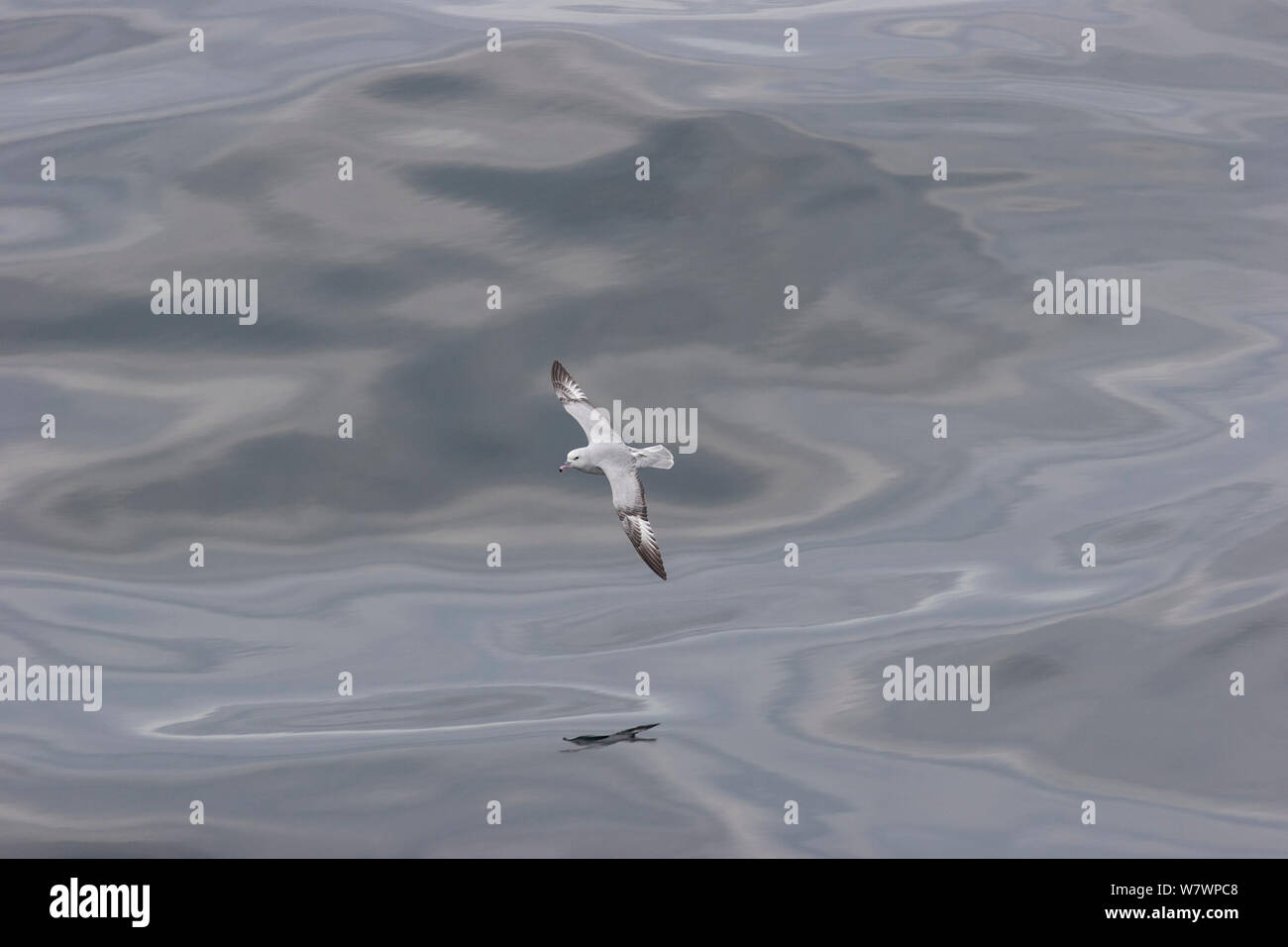 Antarctic fulmar (Fulmarus glacialoides) skimming over an oily sea ...