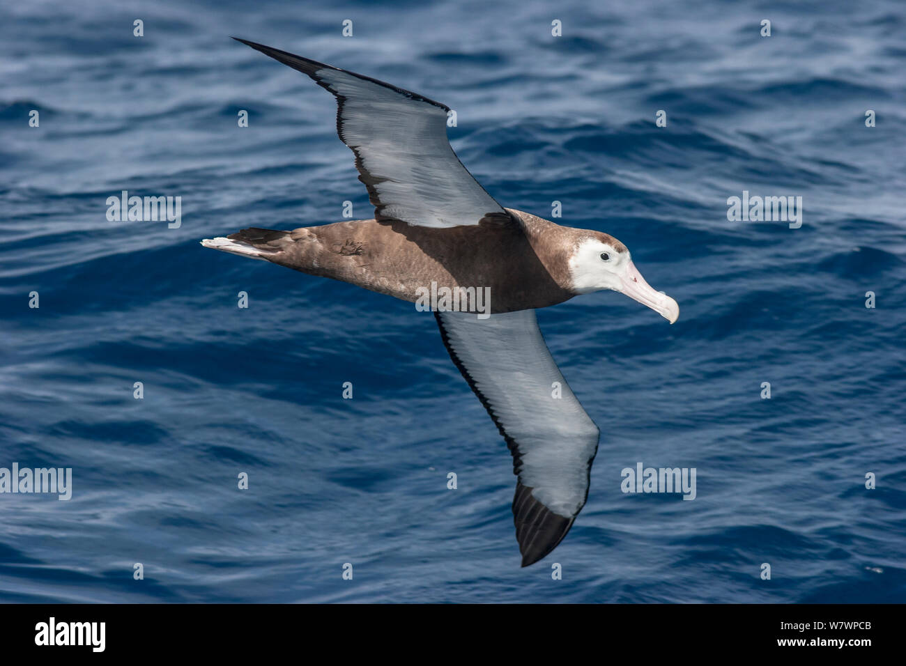 Juvenile wandering albatross, probably New Zealand albatross (Diomedea ...