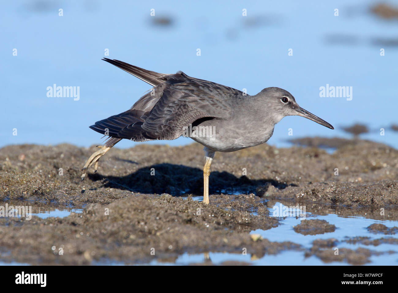 Adult Wandering tattler (Tringa incana) in non-breeding plumage ...