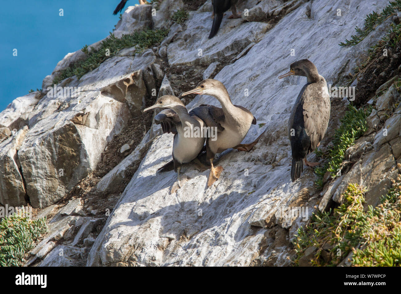 Two young spotted shags hi-res stock photography and images - Alamy