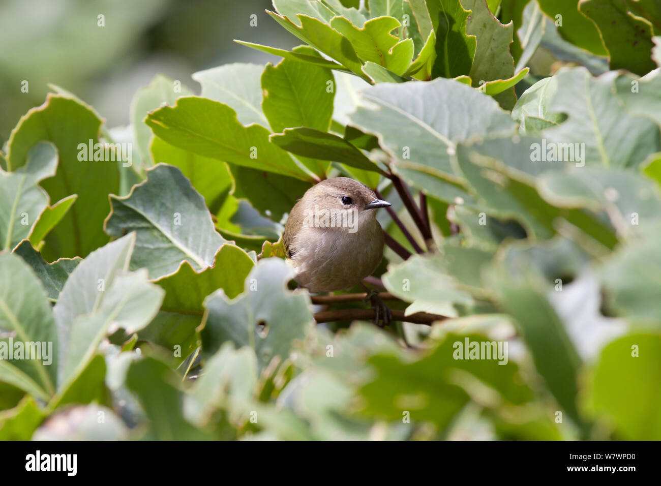 New zealand rockwren hi-res stock photography and images - Alamy