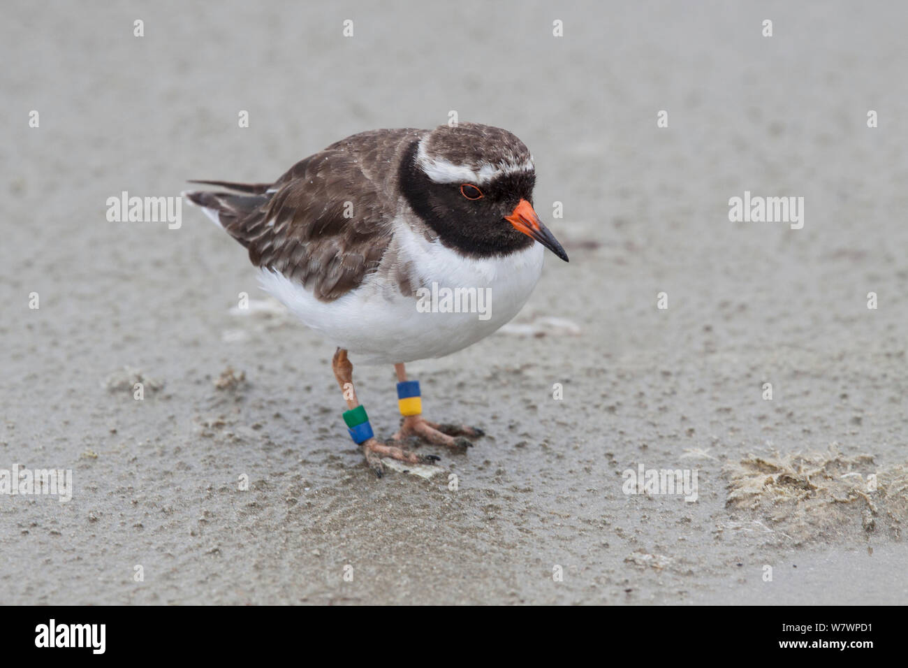 Species of plover hi-res stock photography and images - Alamy