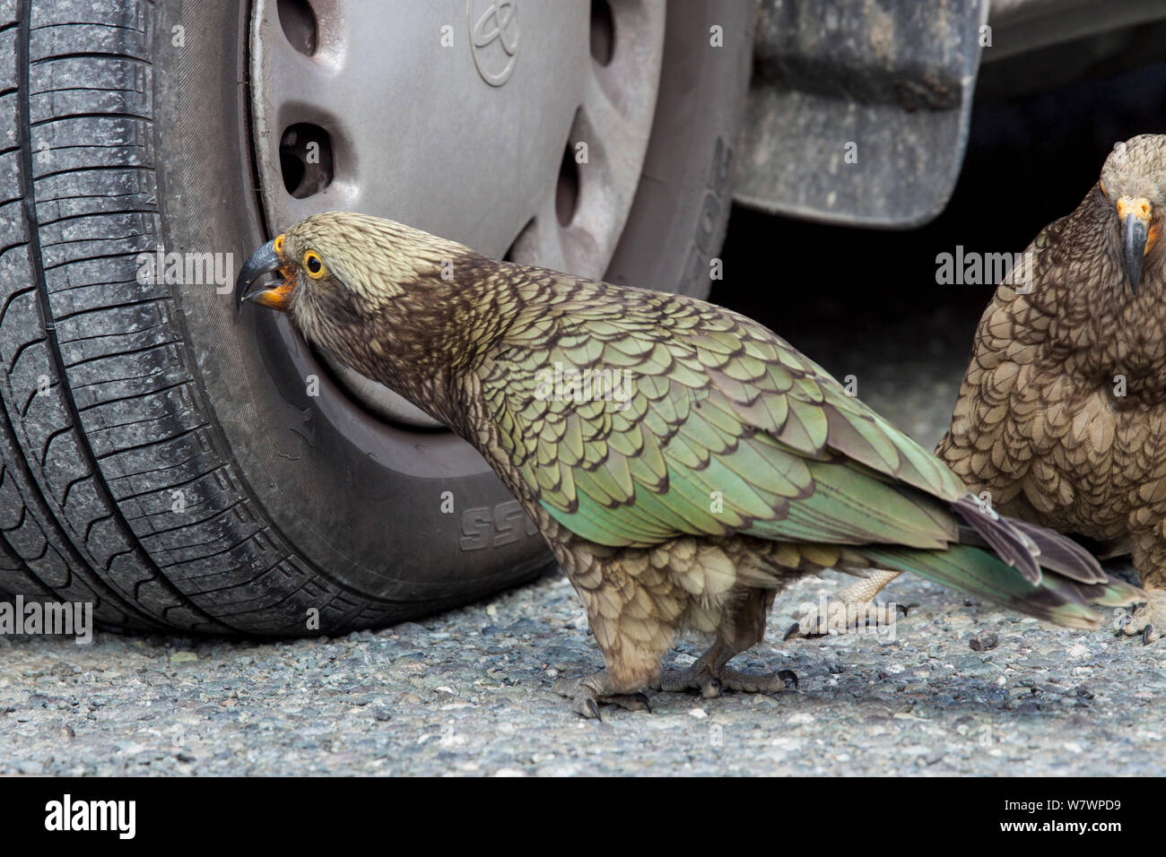 Kea parrot new zealand play hi-res stock photography and images - Alamy