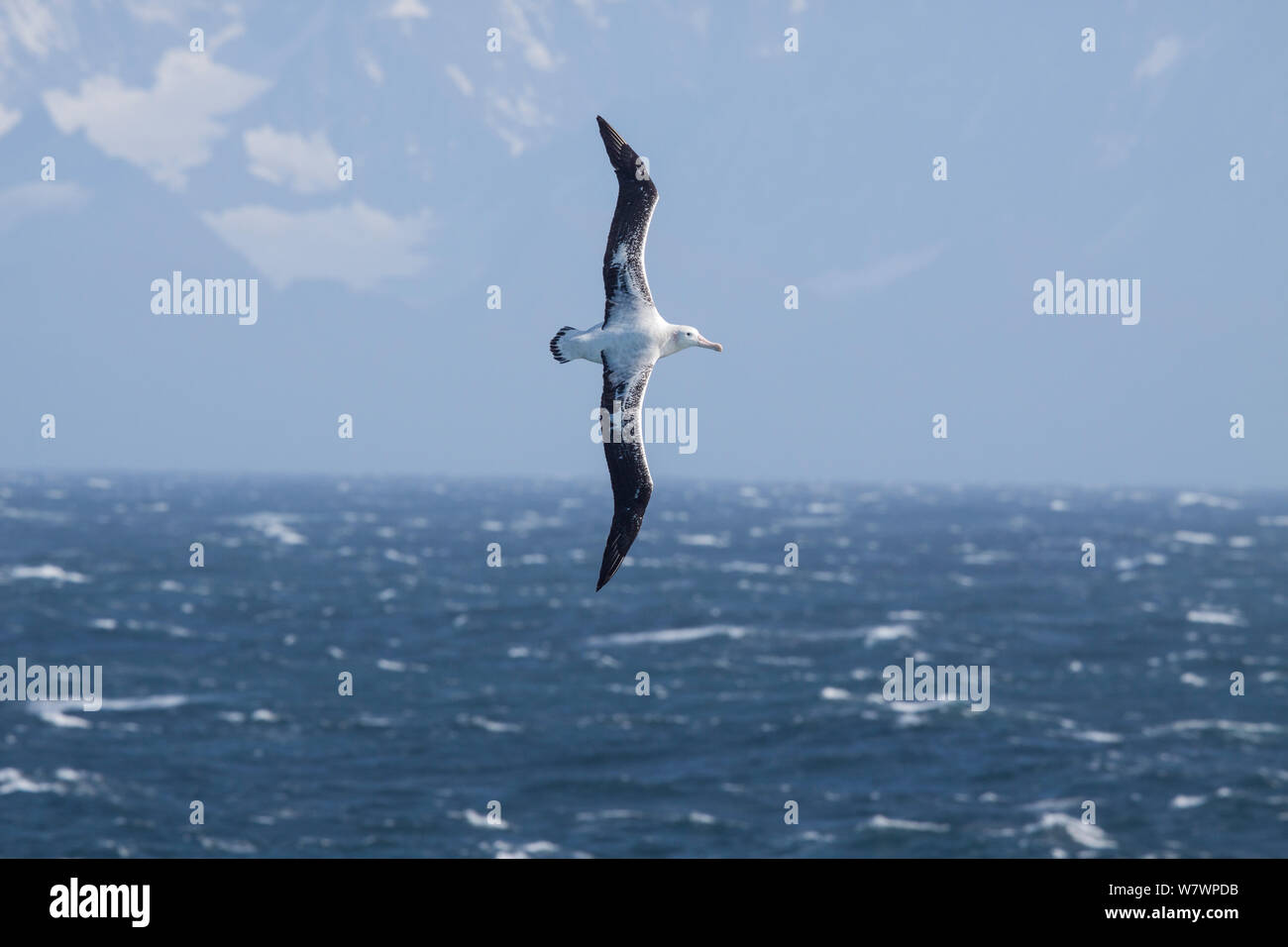 Very rugged animal hi-res stock photography and images - Alamy