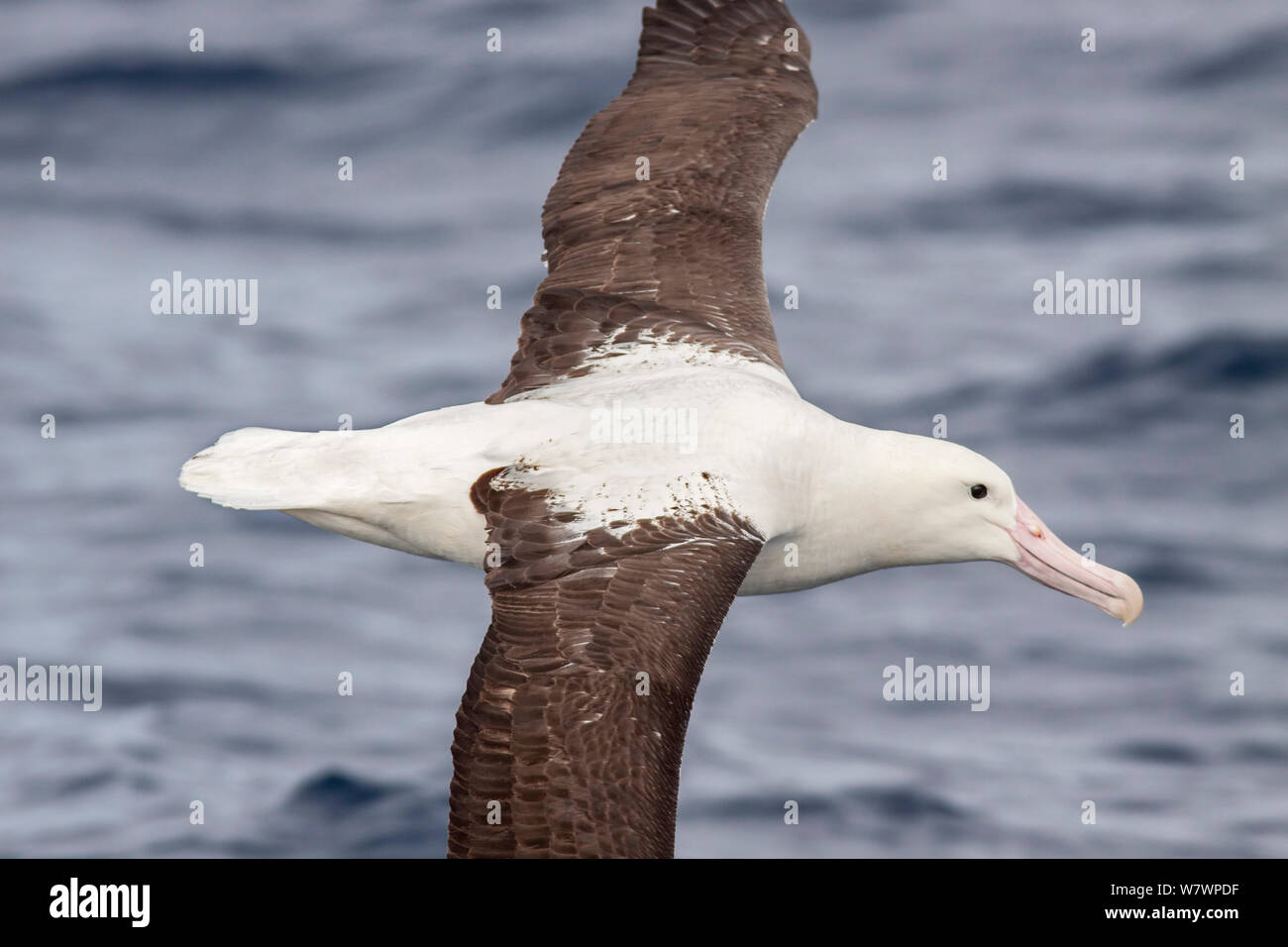 Adult Northern Royal albatross (Diomedea sandfordi) in flight at sea ...