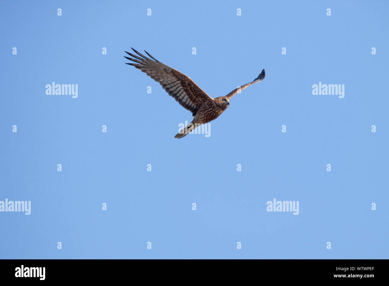 Harrier hawk new zealand hi-res stock photography and images - Alamy