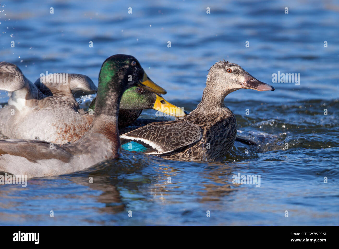 Mallard introduced species hi-res stock photography and images - Alamy