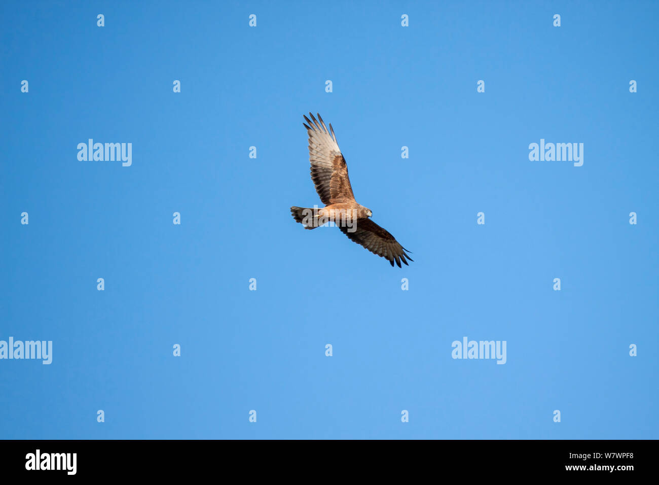 Harrier hawk new zealand hi-res stock photography and images - Alamy