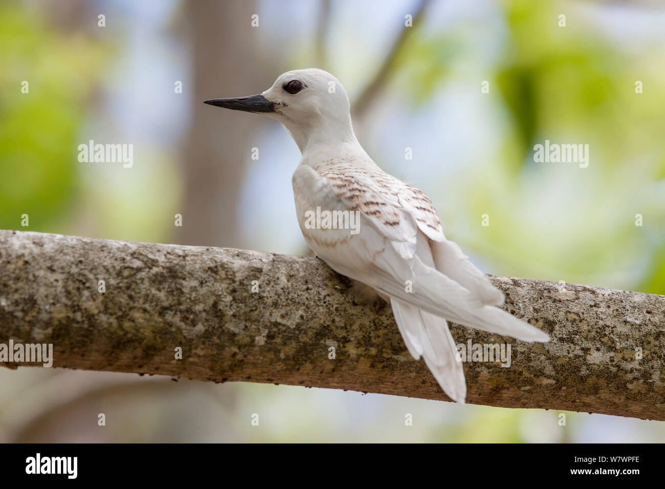 French polynesia birds hi-res stock photography and images - Alamy
