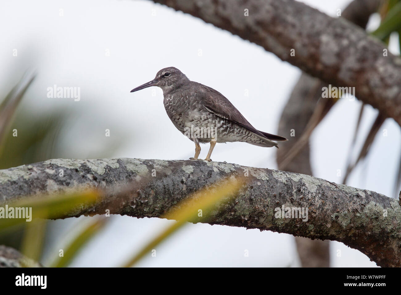 Adult Wandering tattler (Tringa incana) moulting out of breeding ...