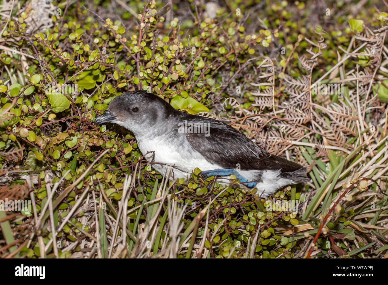 Adult Common diving petrel (Pelecanoides urinatrix) on the ground near ...