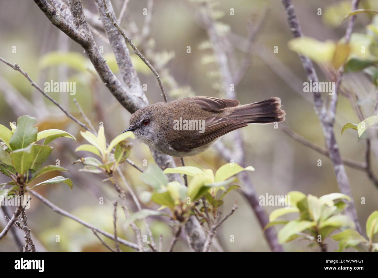 Australian hotspots hi-res stock photography and images - Alamy
