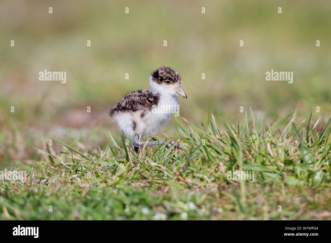 Baby lapwing hi-res stock photography and images - Alamy
