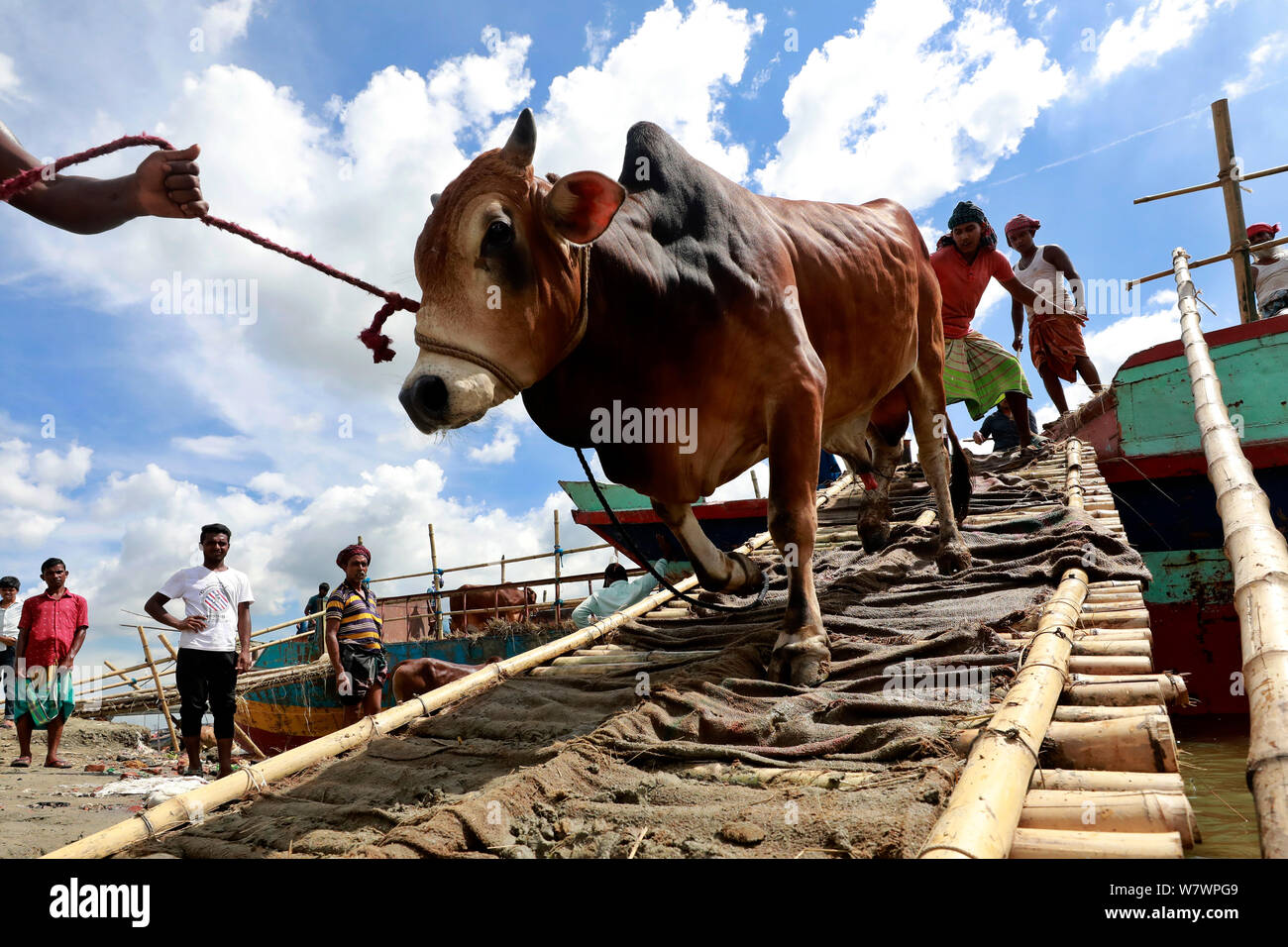 Dhaka, Bangladesh - July 06, 2019: Bangladeshi traders unloading a vessel of sacrificial animals ...