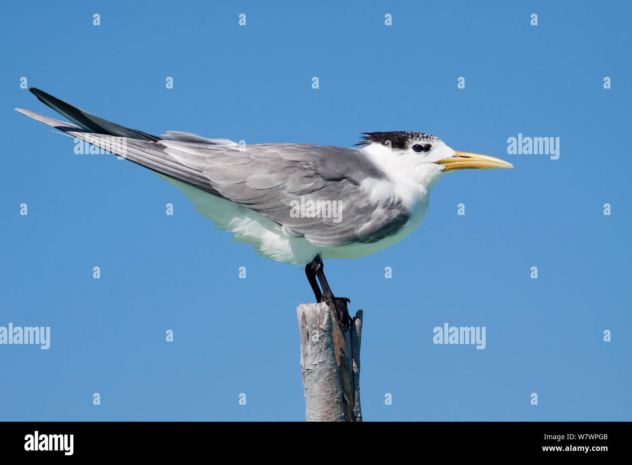 French polynesia birds hi-res stock photography and images - Alamy