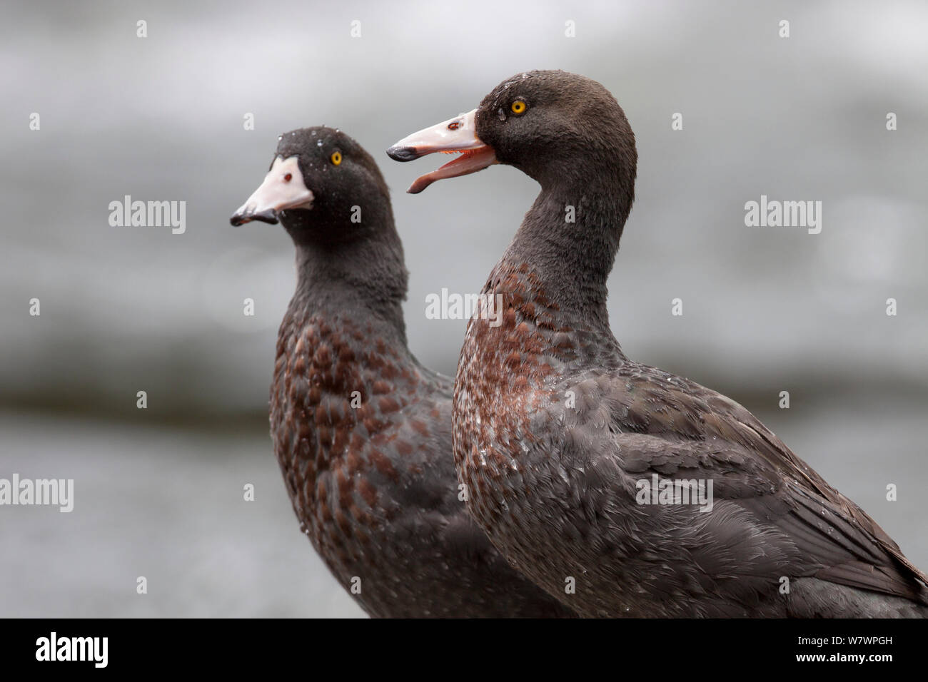 O vertebrate hi-res stock photography and images - Alamy