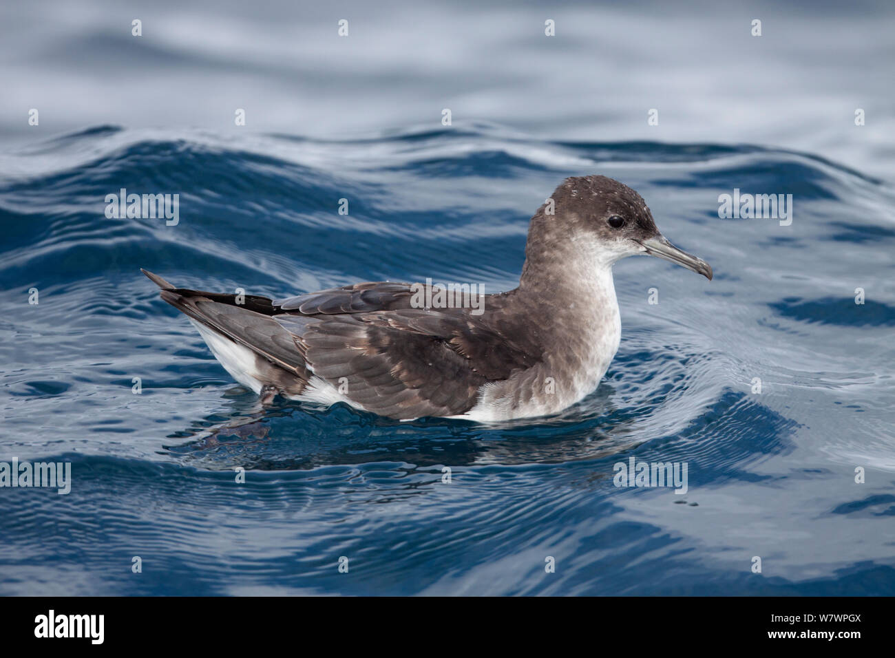 Shearwater north sea hi-res stock photography and images - Alamy