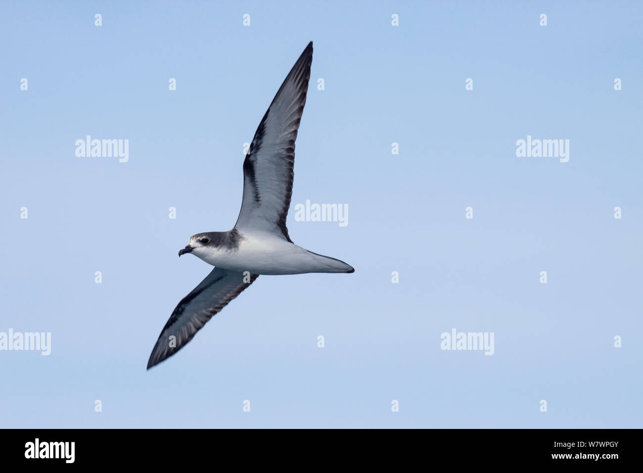 Pycroft's petrel (Pterodroma pycrofti) in flight against a blue sky ...