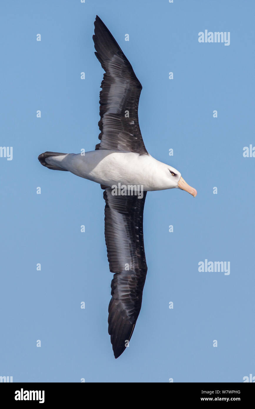 Adult Campbell albatross (Thalassarche impavida) in flight showing the ...