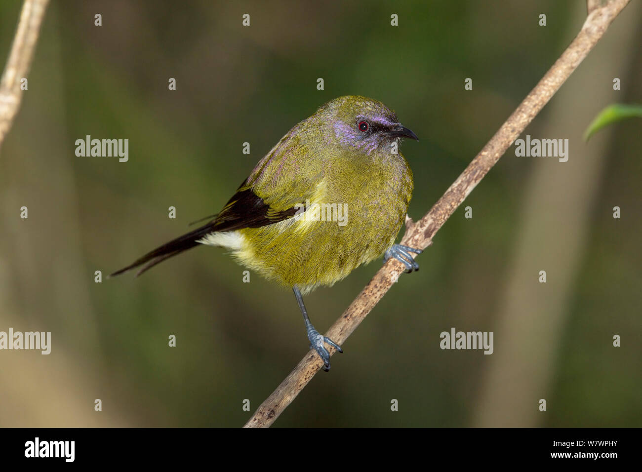 Bell birds new zealand hi-res stock photography and images - Alamy