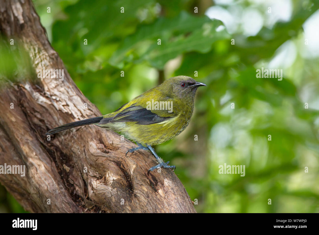 New zealand bellbird hi-res stock photography and images - Alamy
