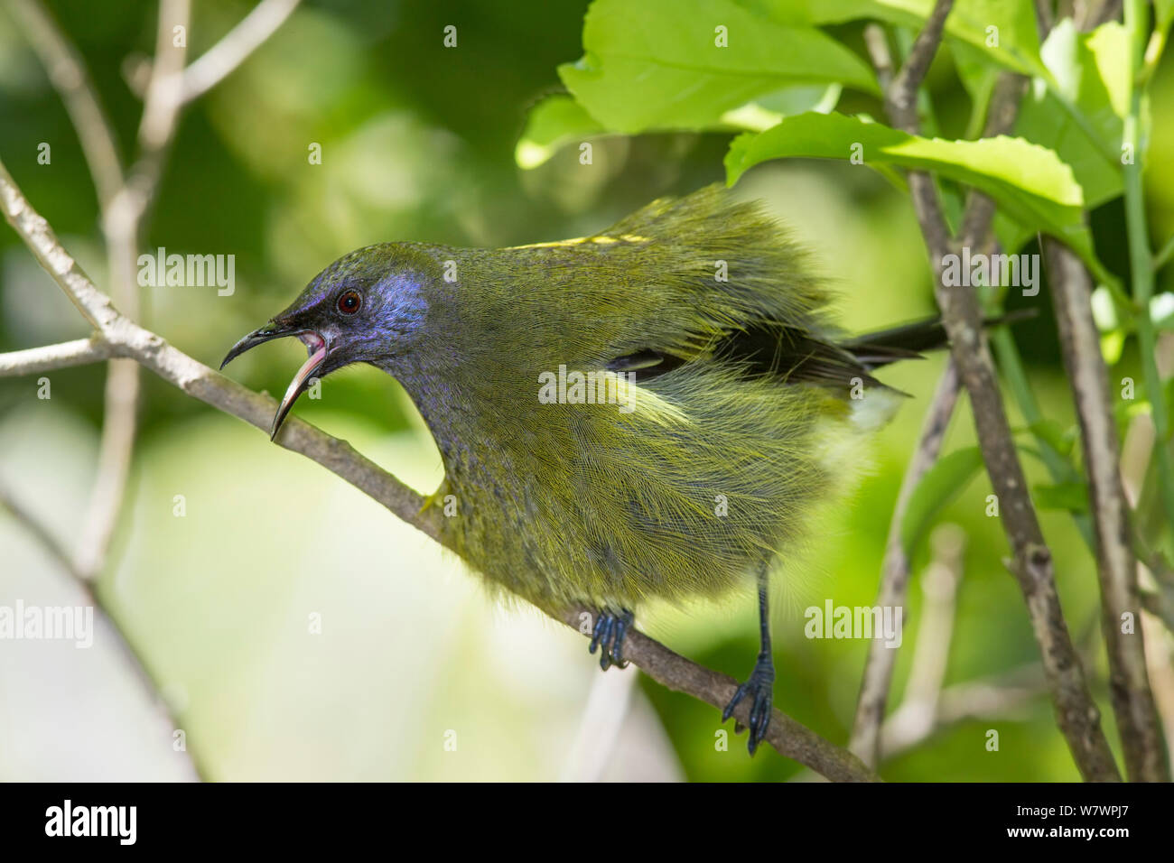 New zealand bellbird hi-res stock photography and images - Alamy