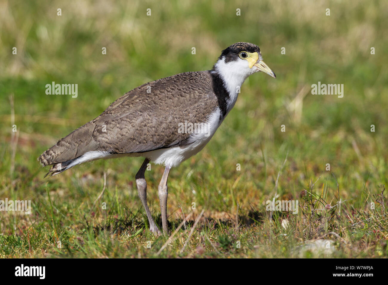 Birds with wattles hi-res stock photography and images - Alamy