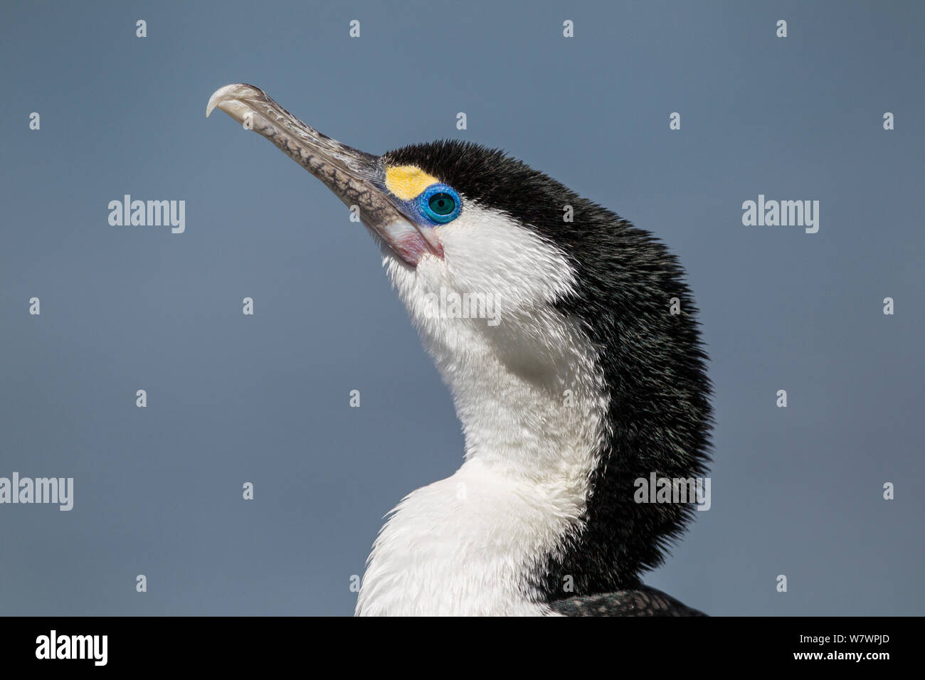 Australian black cormorant hi-res stock photography and images - Alamy